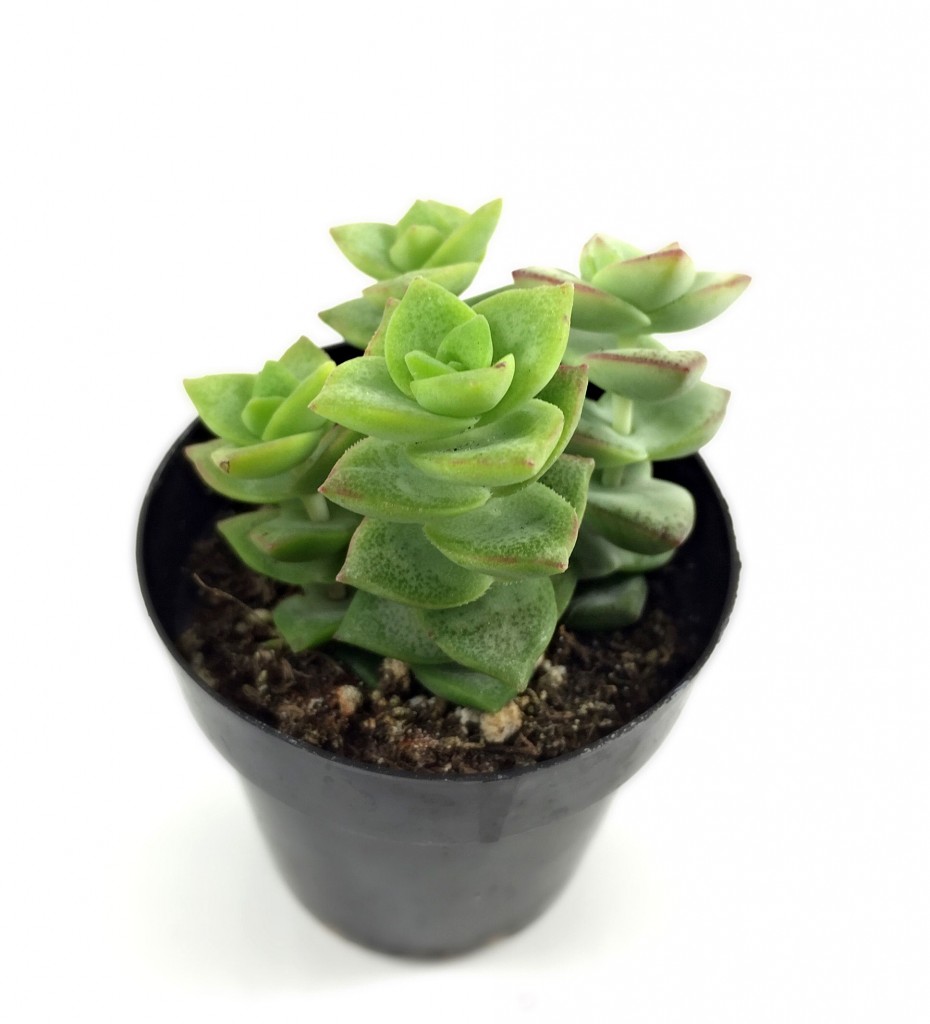 String of Buttons | Air Plant Kits